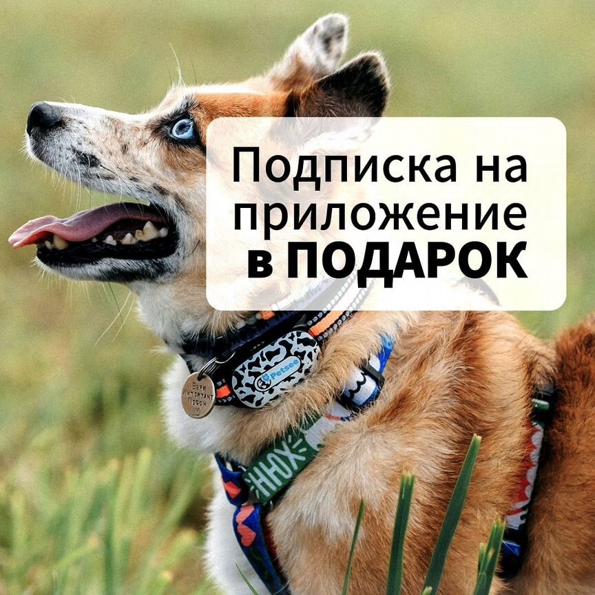 Gps трекер для кошек