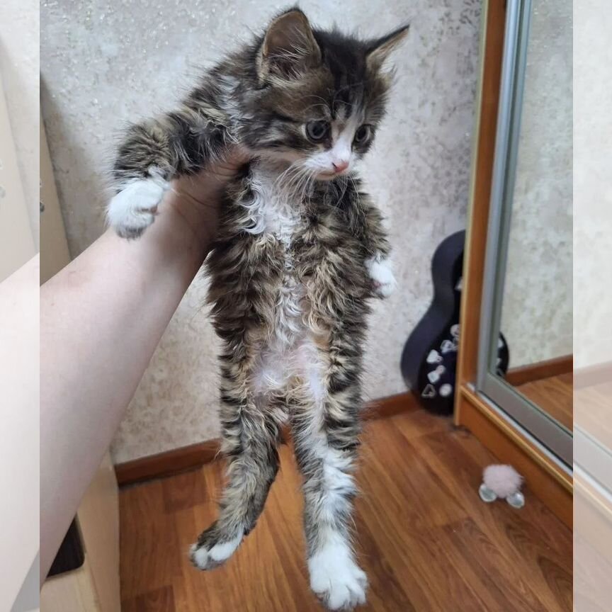 Котёнок в добрые руки