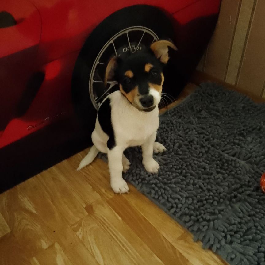 Джек Рассел терьер