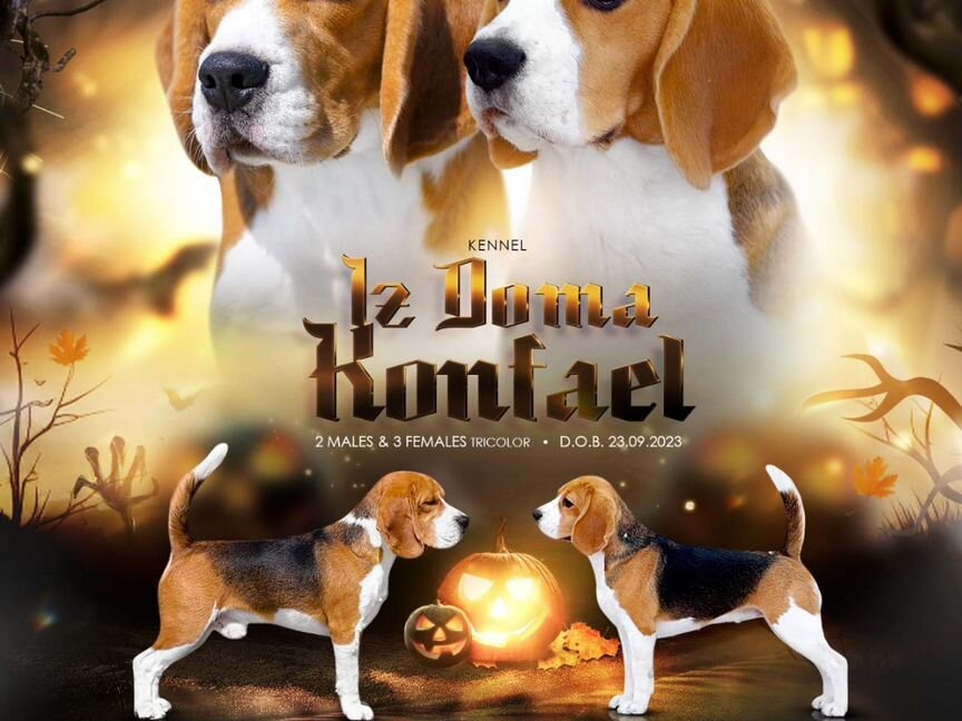 Щенки бигль
