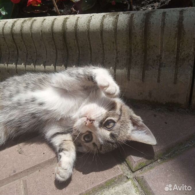 Отдаём киску в добрые, заботливые руки