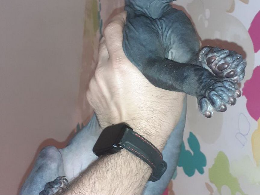 Донской сфинкс котик