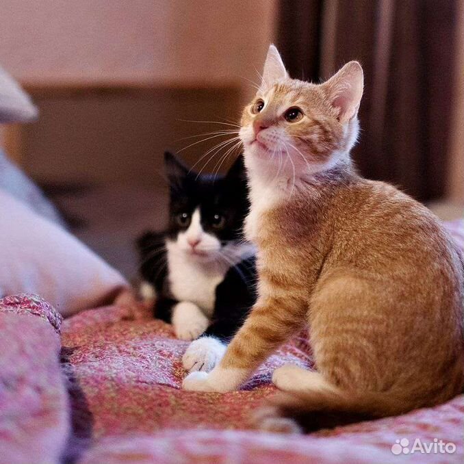 Рыжая Фанта - котенок в добрые руки