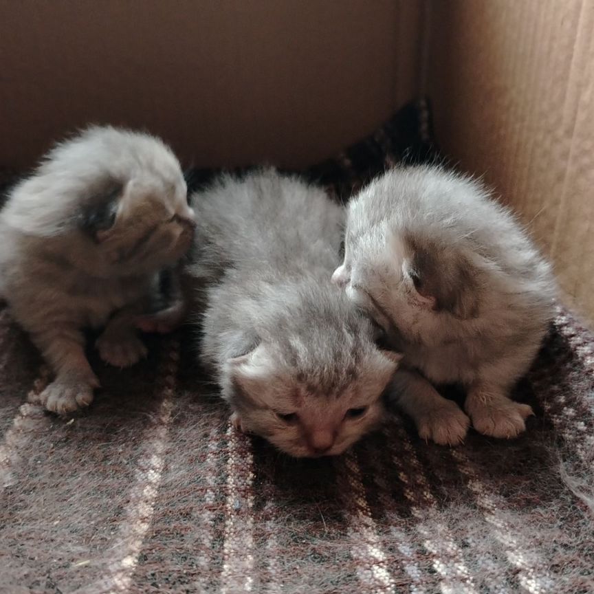 Шотландский вислоухий короткошёрстный котёнок