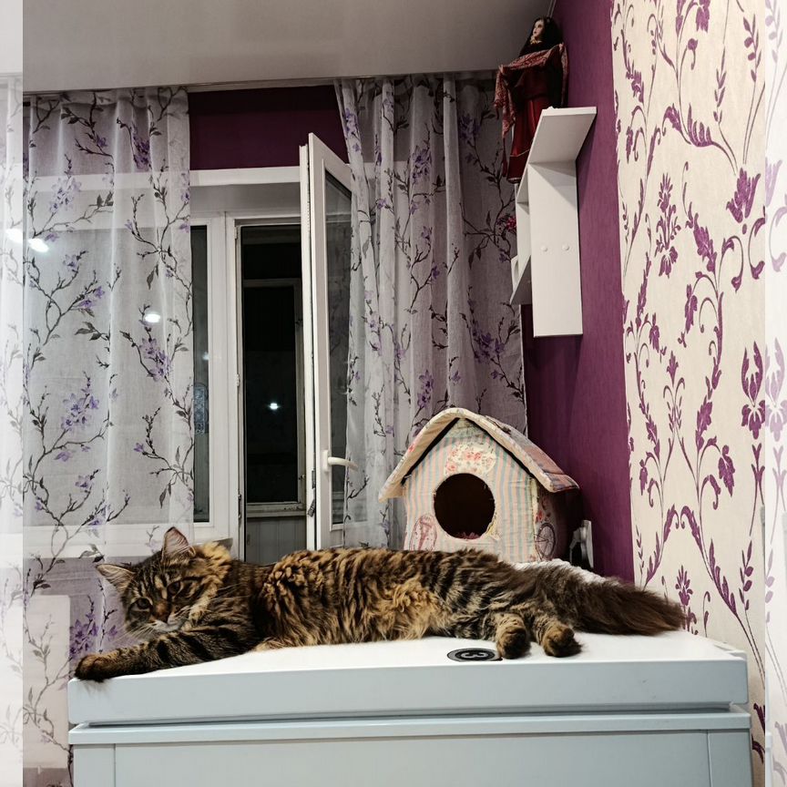 Вязка кошек бесплатно