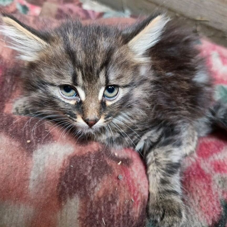 Отдам котят