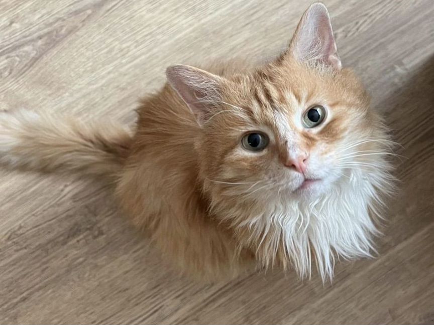 Рыжий кот