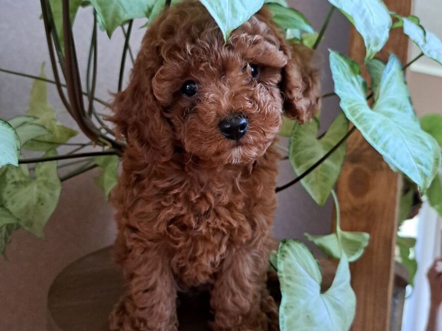 Той-пудель ред браун