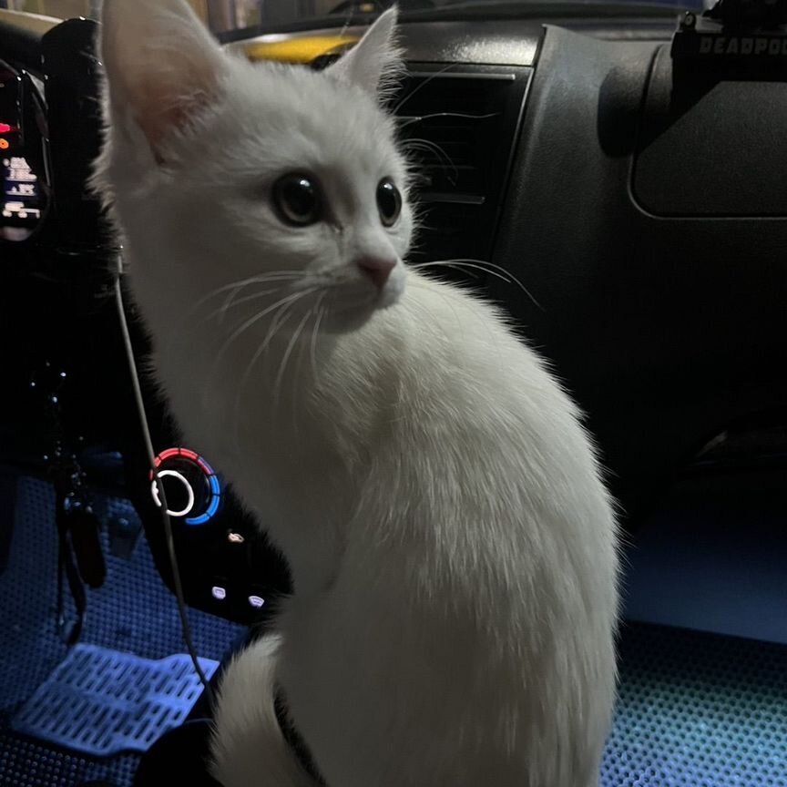 Котенок девочка к лотку приучена