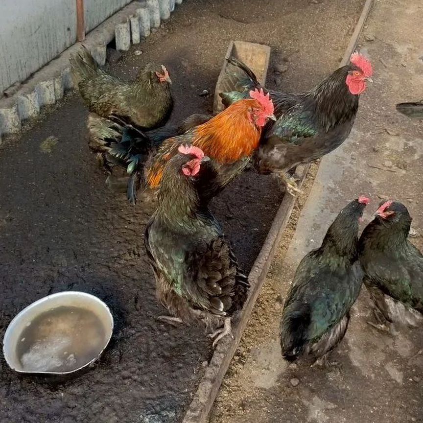 Молодые петухи