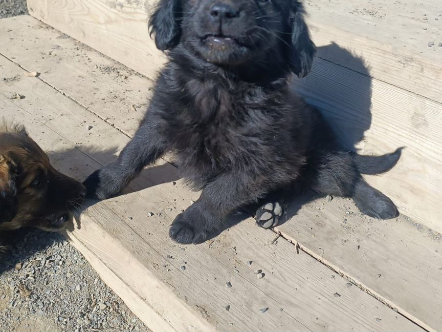 Щенок в добрые руки бесплатно