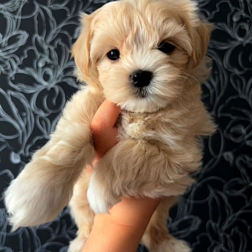 Мальтипу f1 мини