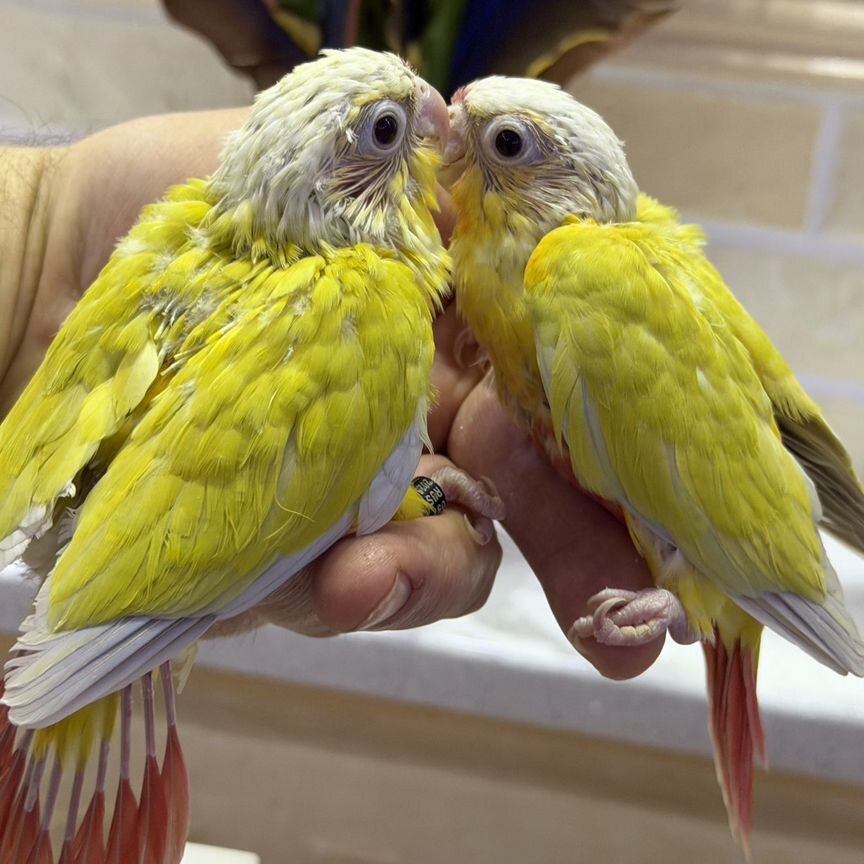 Попугай пиррура Молине выкормыши