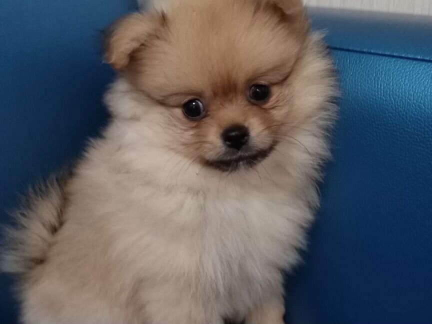 Щенки шпица