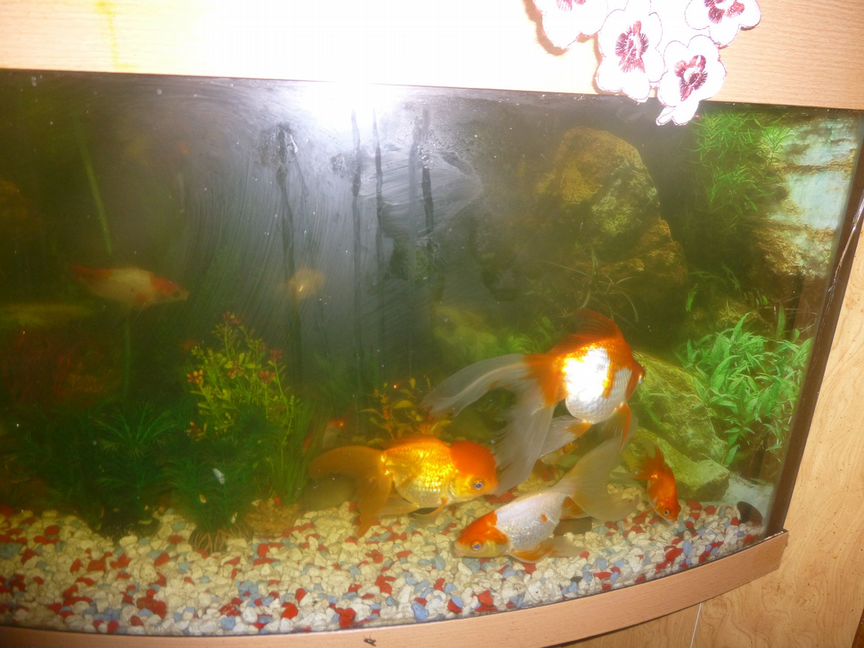 Полиптерусы орнапитинисы Рыбы