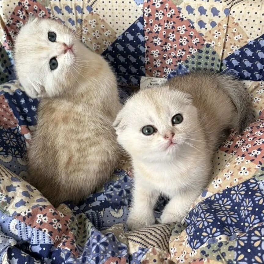 Шотландский вислоухий длинношёрстный котёнок