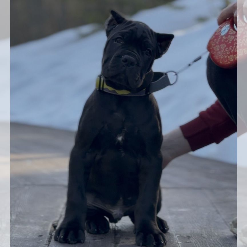 Кане-корсо, щенок