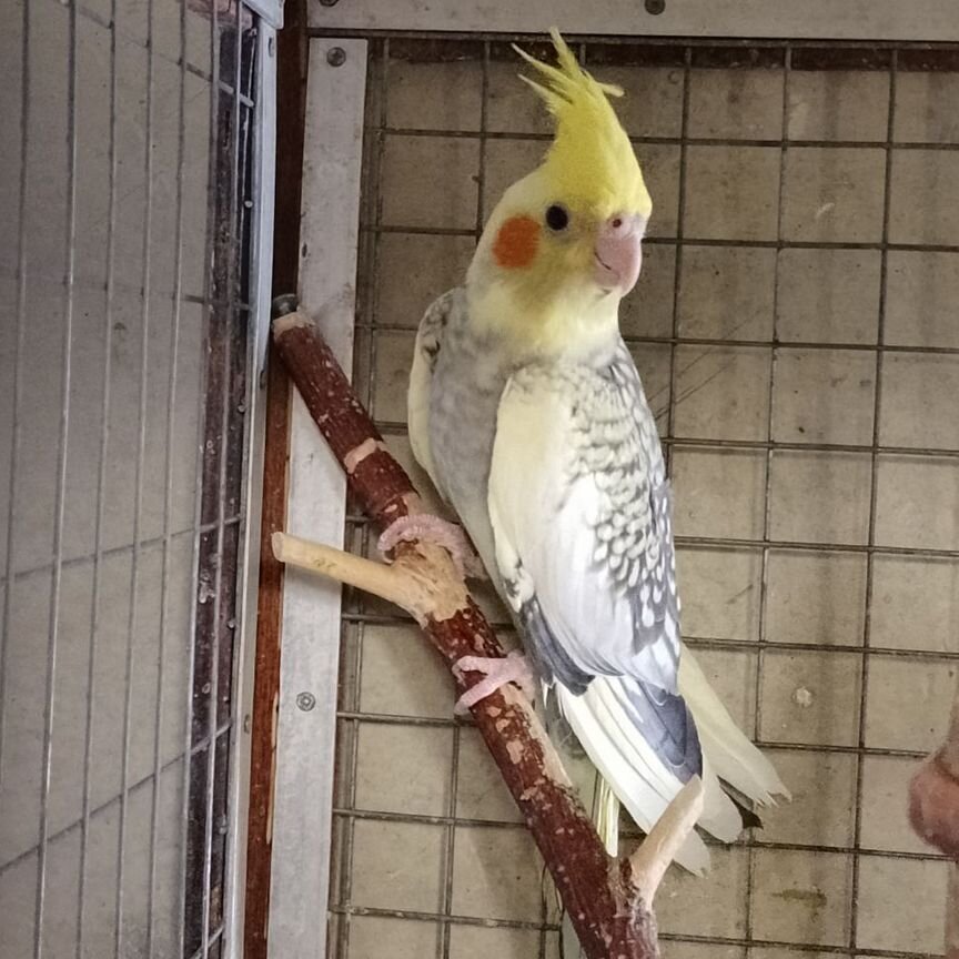 Птенец корелл