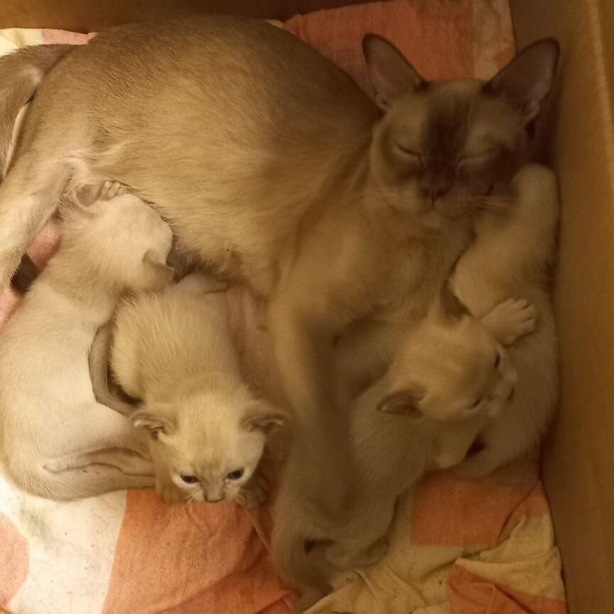 Европейский бурманский котёнок