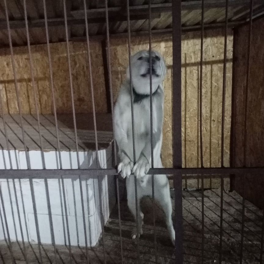 Отдам Алабая