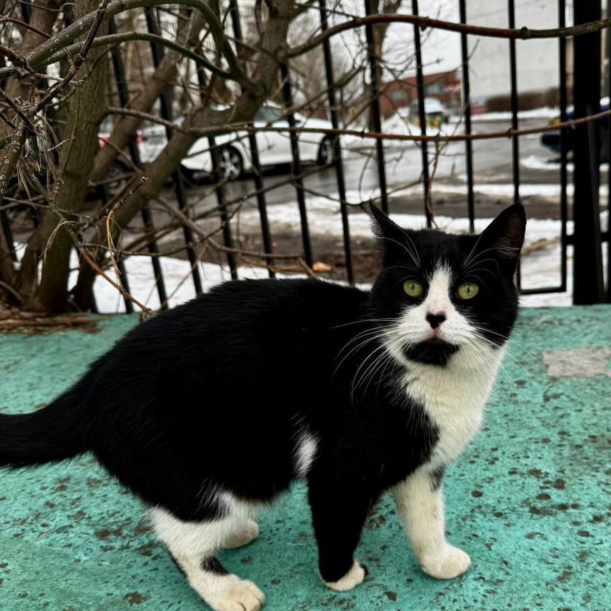 Кошечка в поисках дома