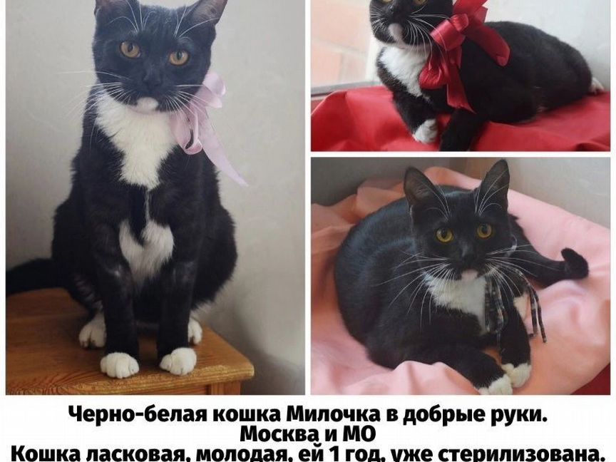 Кошечка ждёт Вас, сейчас вынуждена сидеть в клетке