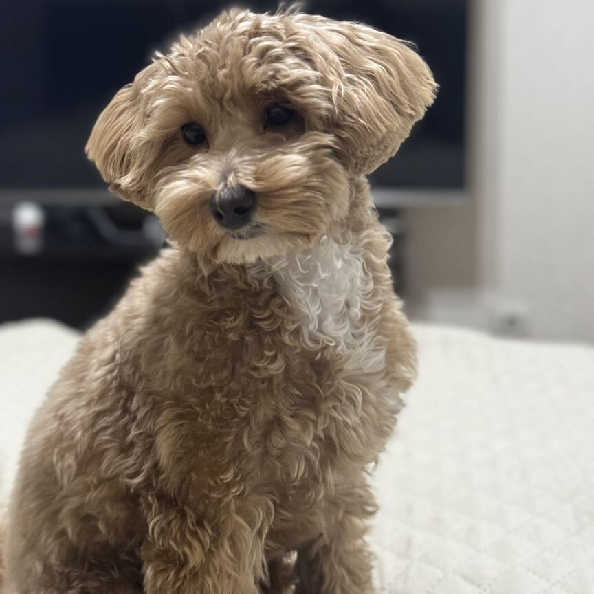 Мальтипу, щенок