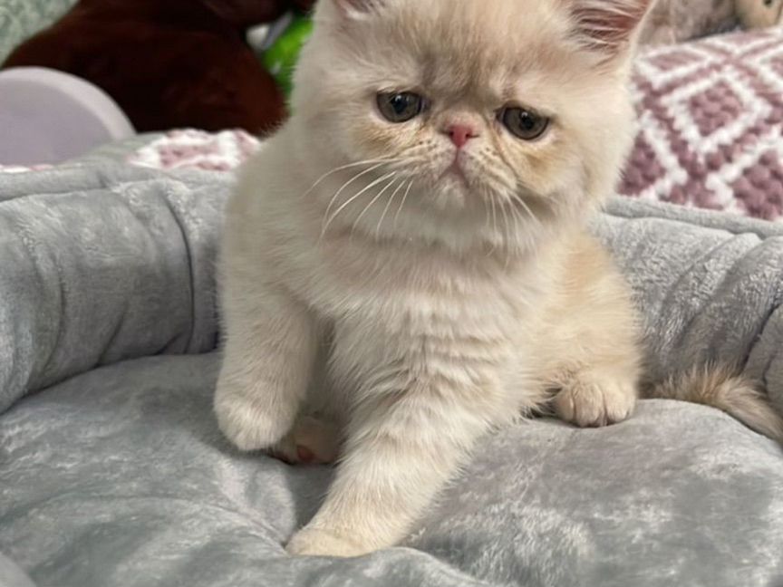 Экзотические котята