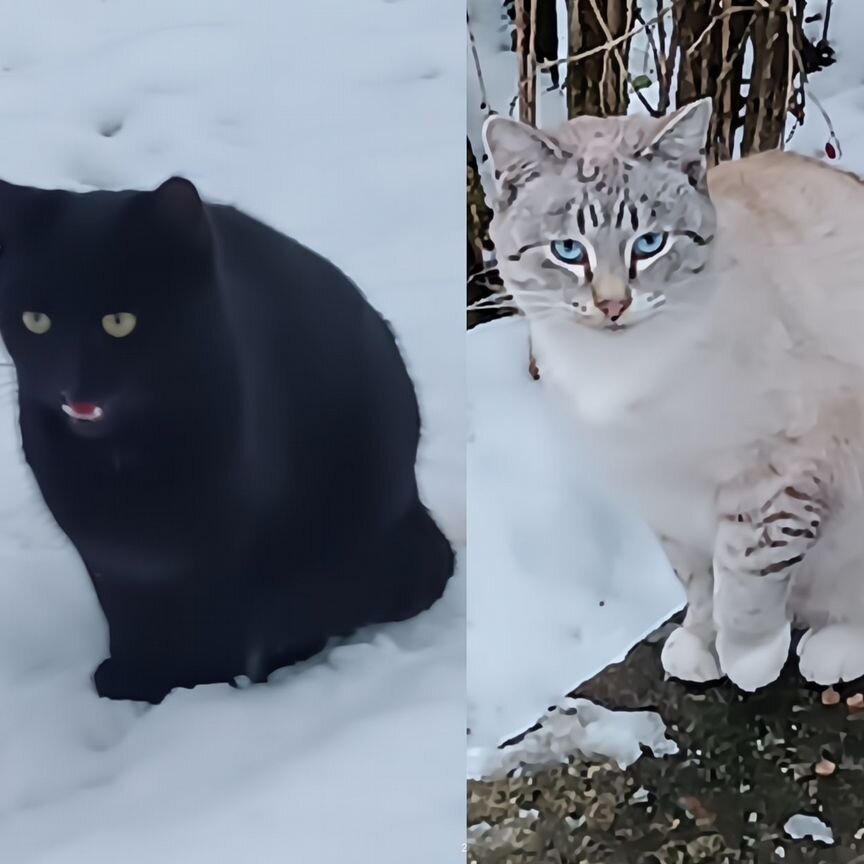 Сиамский кот, взрослый