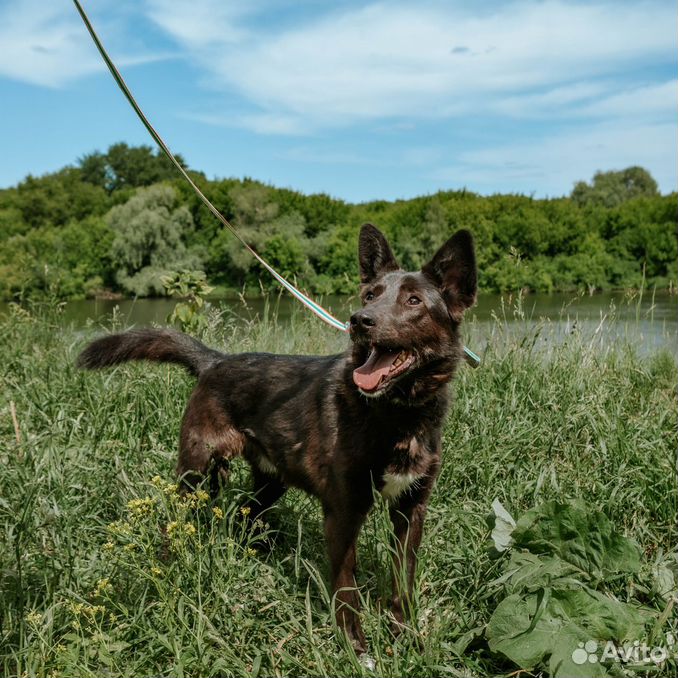 Пёс Тёма в дар