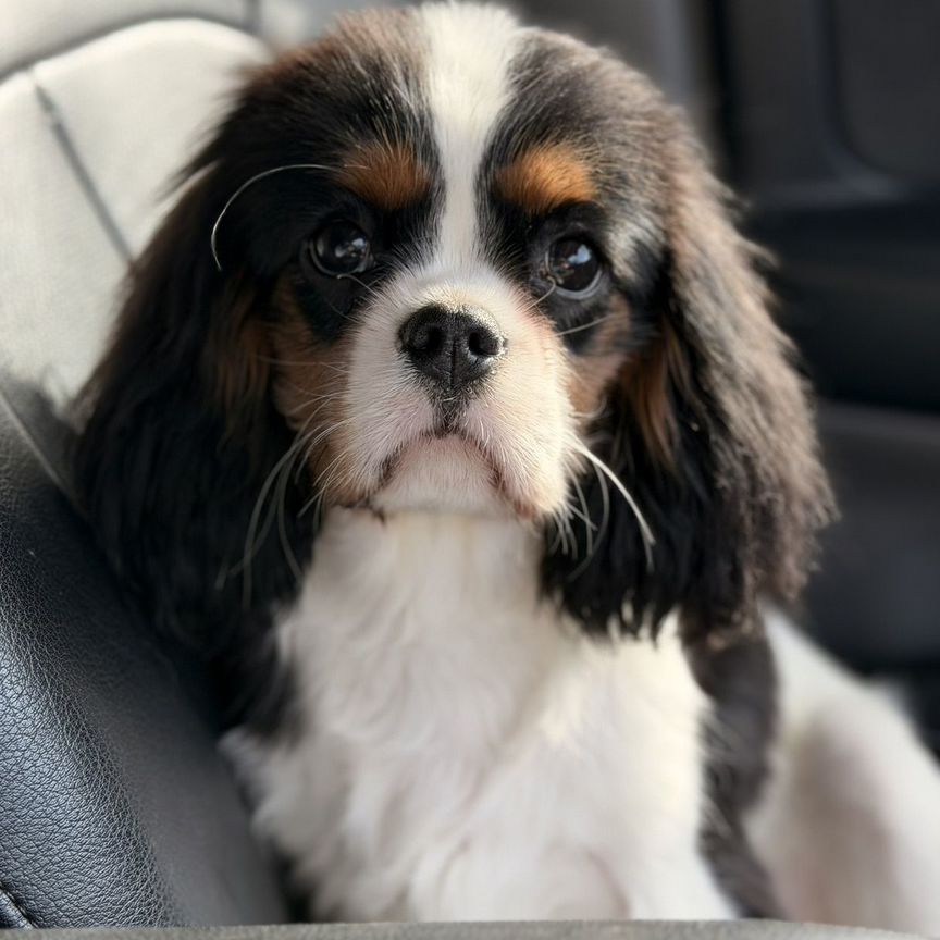 Кавалер кинг-чарльз-спаниель, щенок