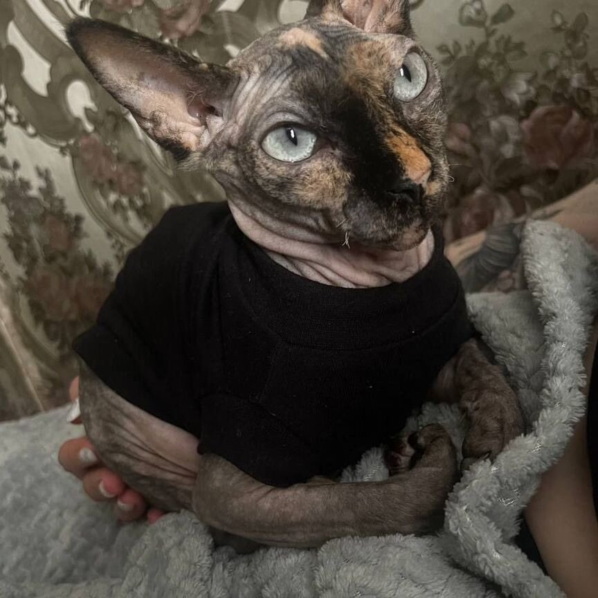 Канадский сфинкс, взрослая кошка