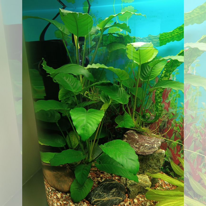 Аквариумные растения анубиас,криптокарина