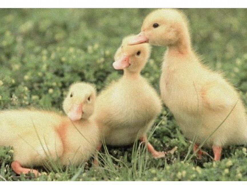 Бройлерная утка