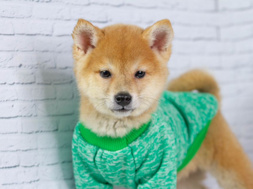 Красивая девочка сиба шиба ину. Маленькая акита