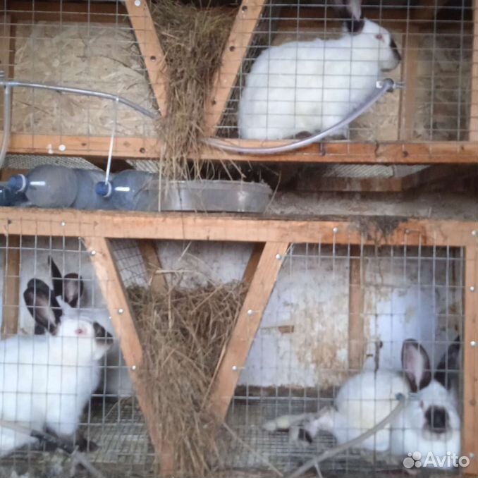 Кролики калифорния