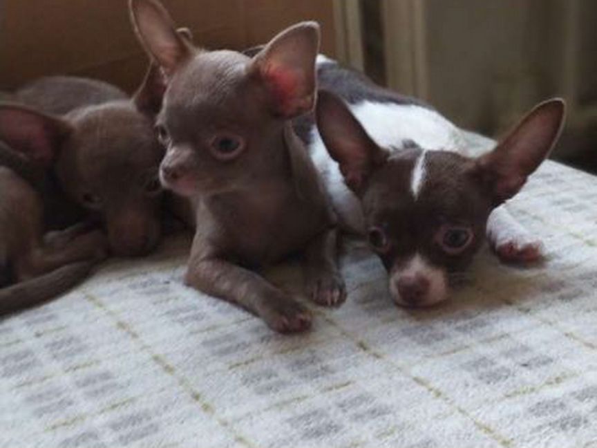 Чихуахуа пёс - шоколадный нос