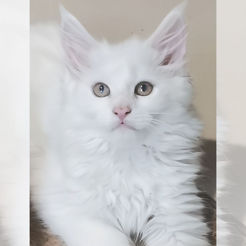 Мейн-кун котёнок