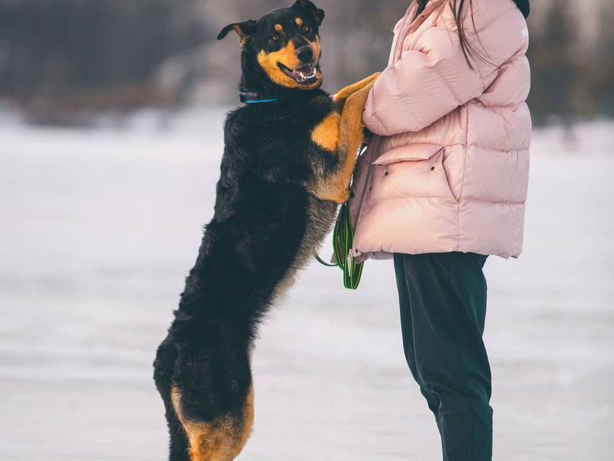 Собака в приюте