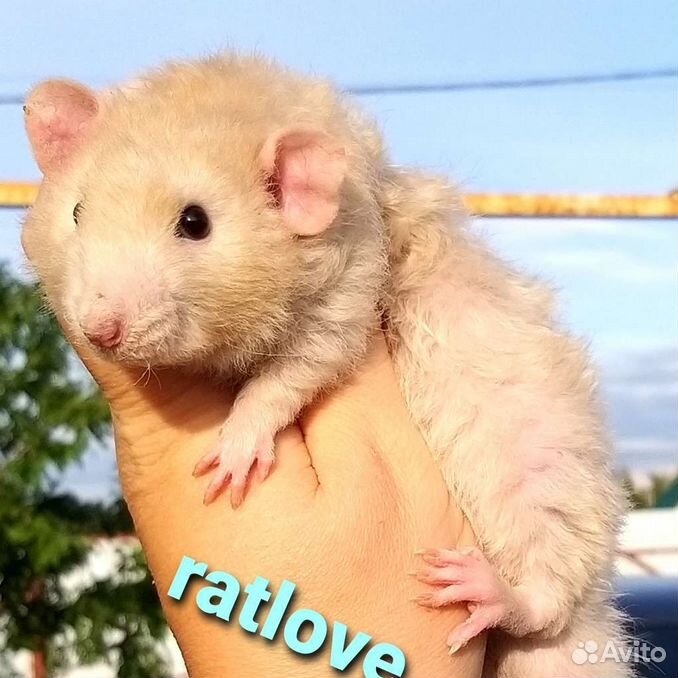 Крысята,шикарный рекс-лонг фавн
