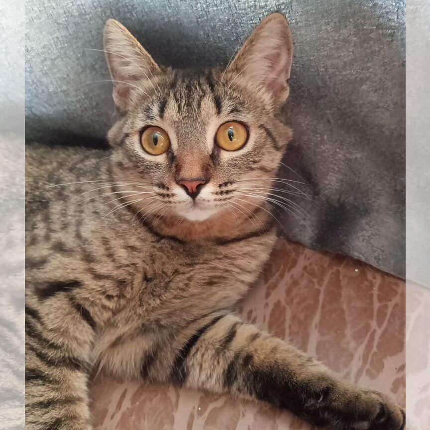 Кошки