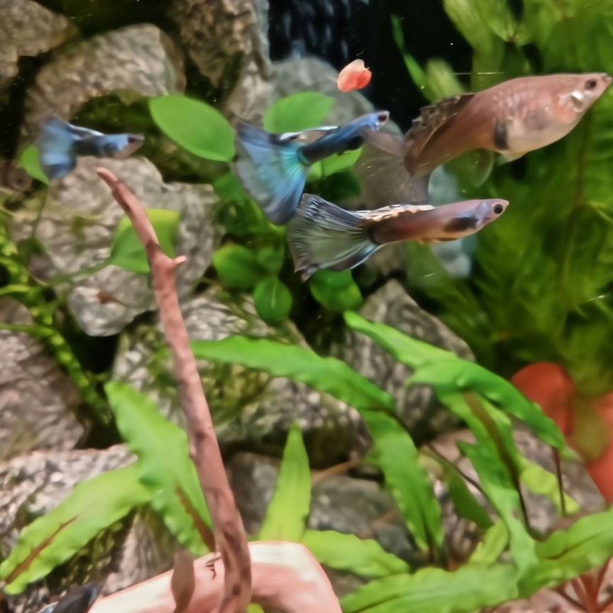 Гуппи малахит