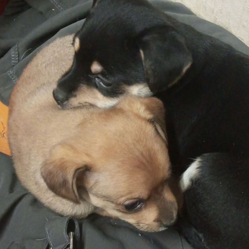 Русский той-терьер, щенок