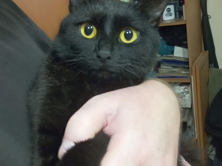 Годовалая кошка