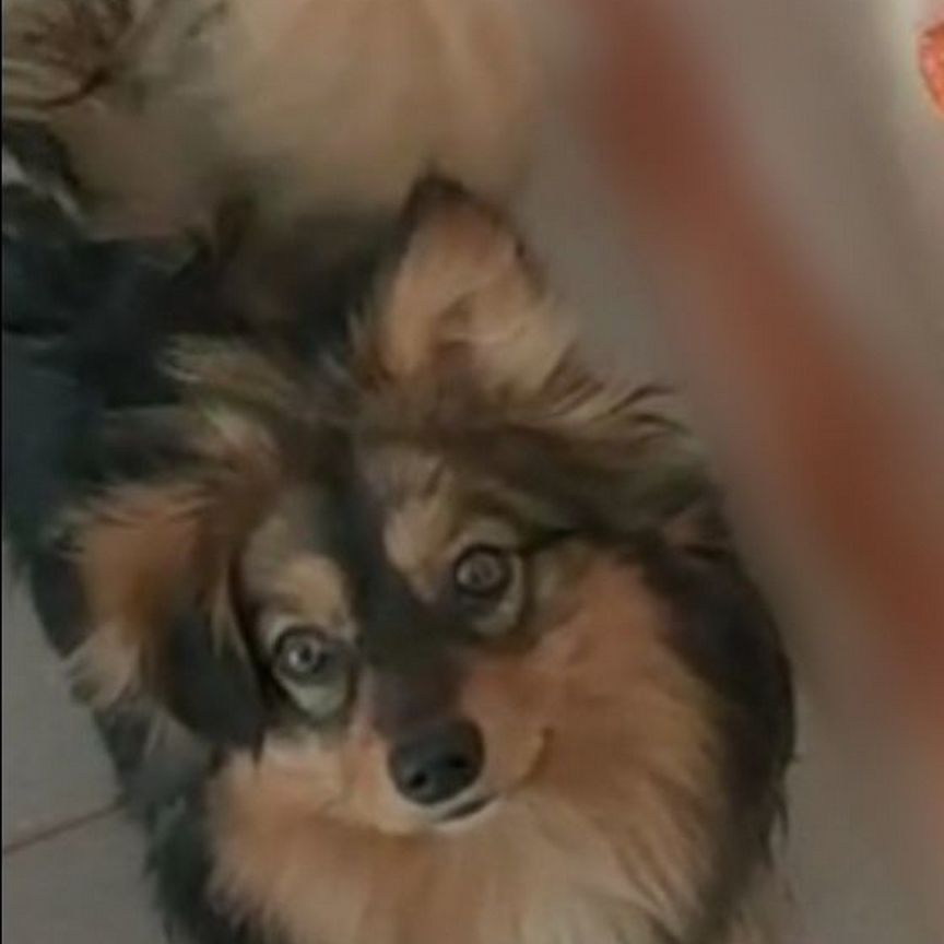 Пёсик в добрые руки