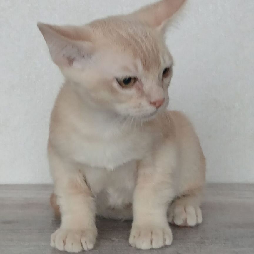 Европейский бурманский котёнок