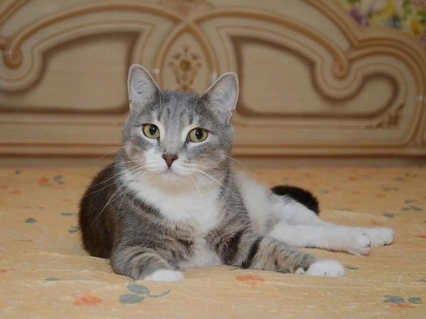 Красивая, ласковая и уютная Челси