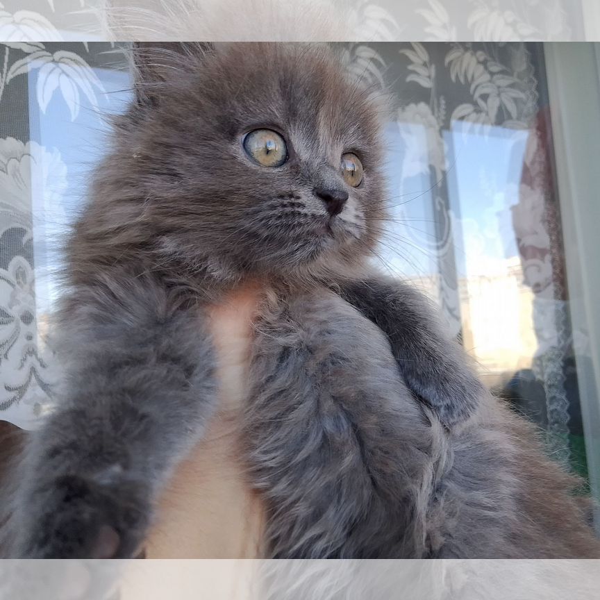 Котёнок от частного владельца