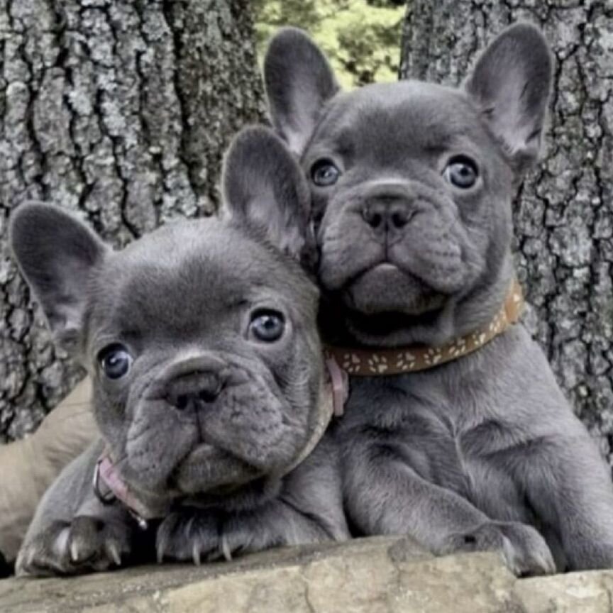 Французский бульдог, щенок