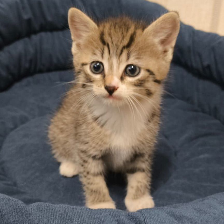 Продам лежанку